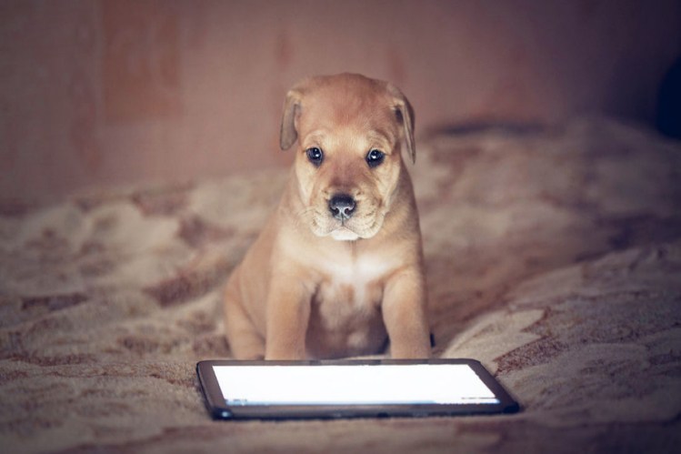 Pantallas táctiles para perros: Bienvenido al mundo de la tecnología ...