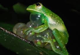 Reproducción en Ranas Cristal: Reproducción de las Ranas de Cristal