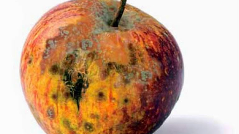 The RSPB Liverpool Local Group: A bad apple can spoil everything