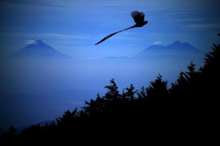 Quetzal volando - Imagui