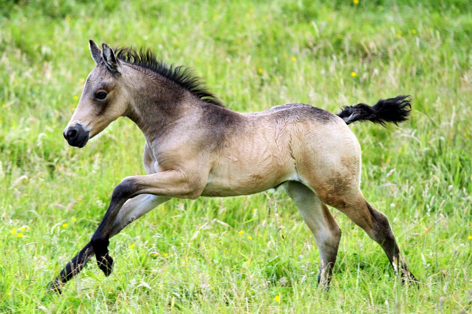 Talisman Farm : Foal photos ... just coz :)