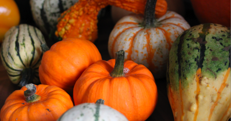 Courges et coloquintes