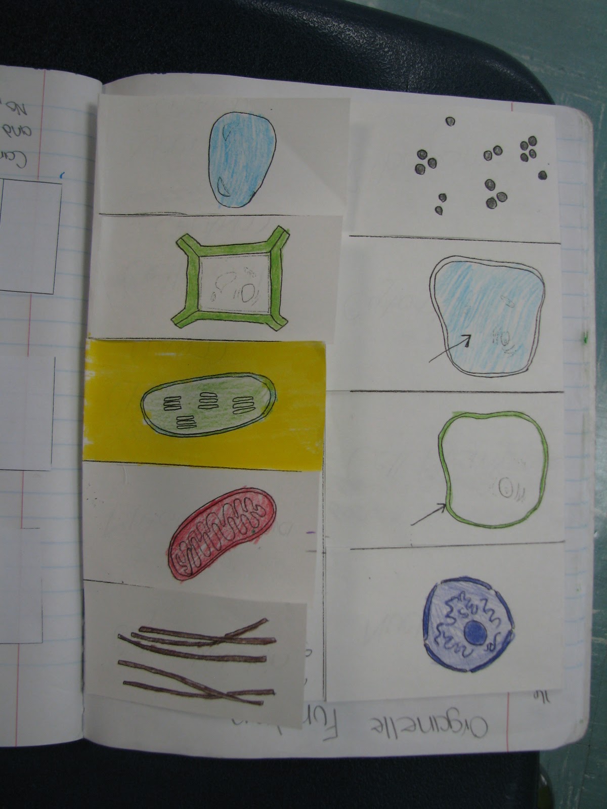 Teaching the Kid: The Cell Project!