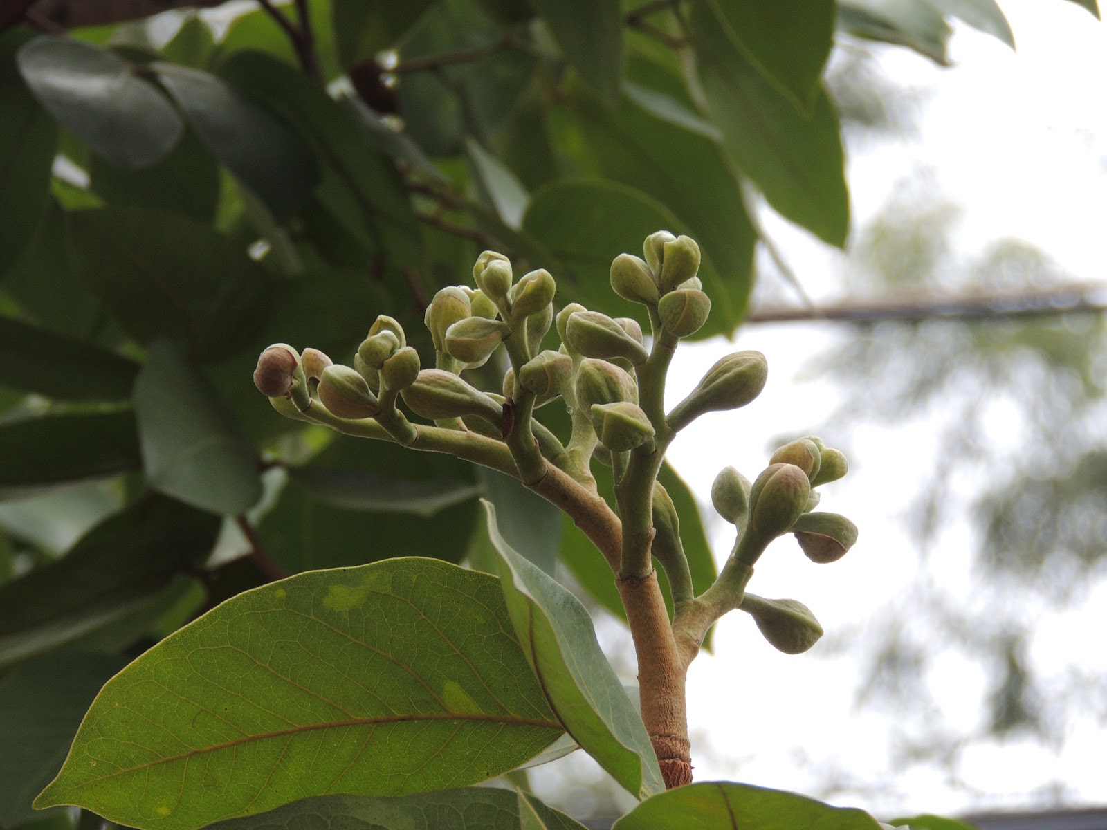 Fabaceae - Leguminosae: Fabaceae - Hymenaea stigonocarpa Mart. ex Hayne