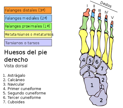 Los Huesos del Cuerpo Humano: marzo 2012