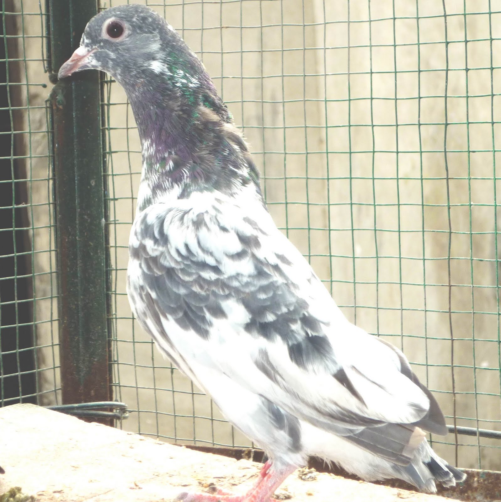 Red eye Pigeons-Qasoori Pigeons, Kabootar Baazi in Pakistan