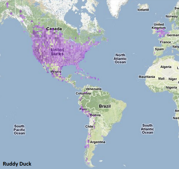Birding Is Fun!: Ruddy Duck - featured bird of GSL Bird Festival