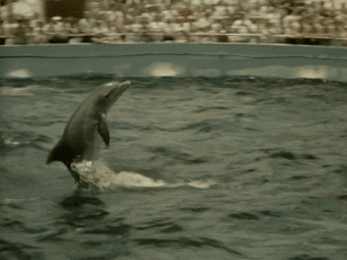 Celebrate Happiness of Life with Top 10 funny Dolphin Images | Funny Images