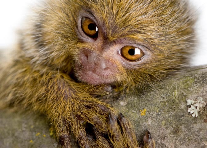 One way, two directions: The World´s Smallest Monkey