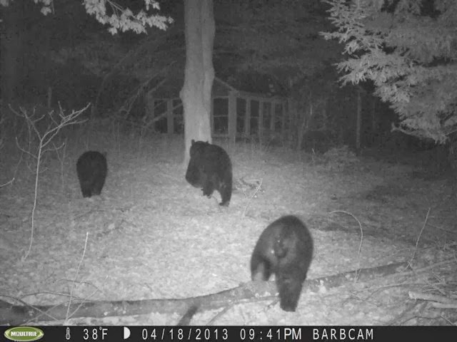 Katie's Farm: Country Snapshots: Avalanche & Bears!