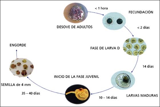 Reproducción en Moluscos