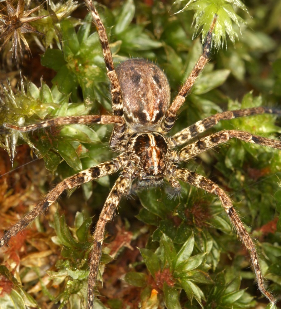Species New to Science: [Arachnida • 2020] Forty-seven New Species of ...