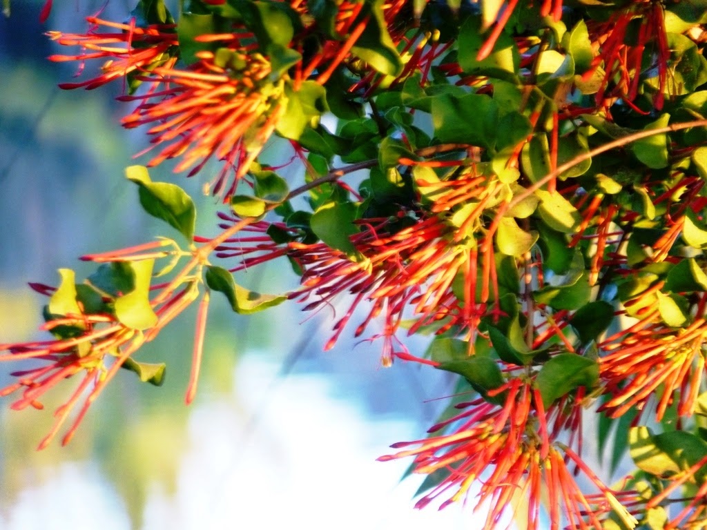 Fernando Ruz: Plantas nativas de Chile: Quintral (Tristerix tetrandus)