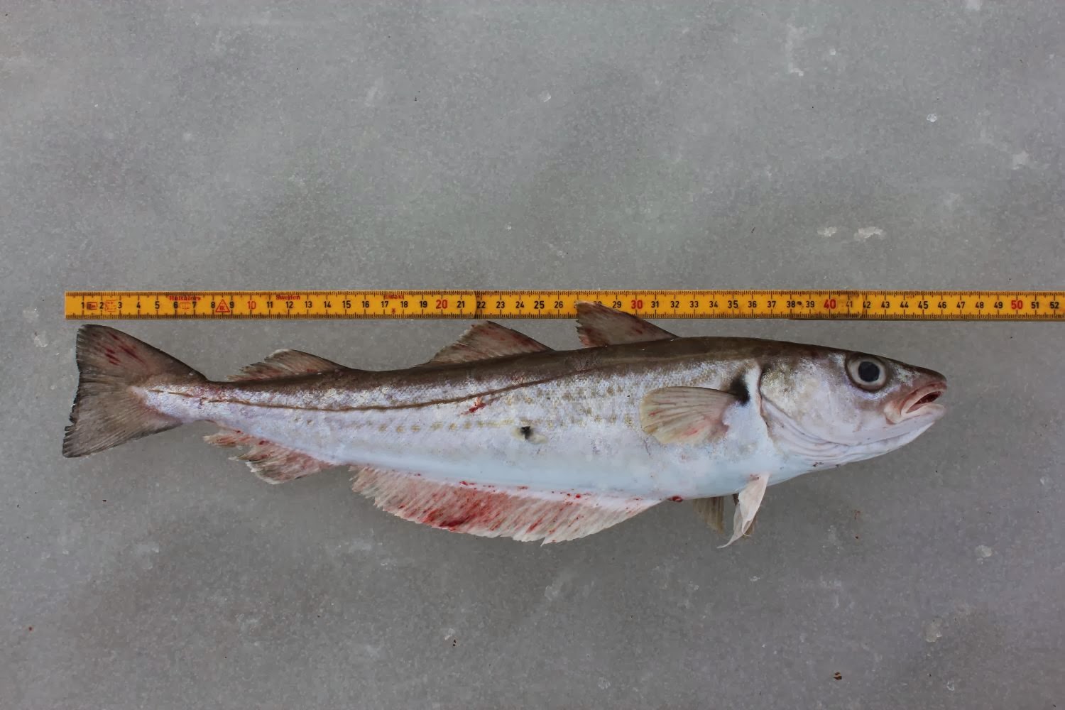 Arts- og specimenfiske: NM i Sjøisfiske, Løgnin