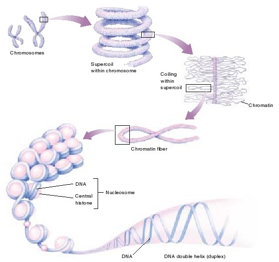 BIOLOGI SMA: Kromosom, Kromatin dan Kariotipe