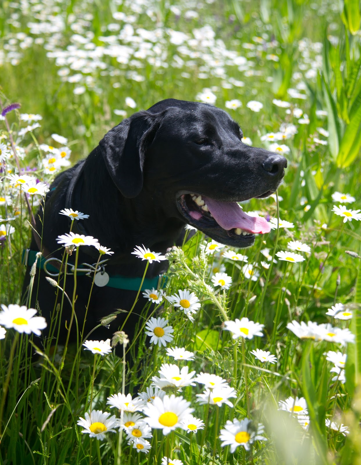 Shelter Dogs of Portland: "MAX" big tall spectacular Lab mix