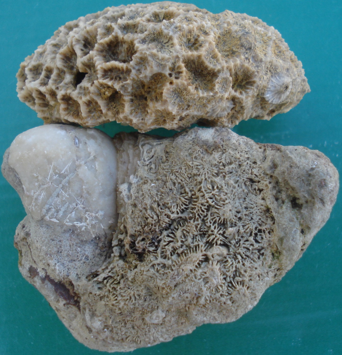 Fossil corals: Fossil corals: New pieces(1)