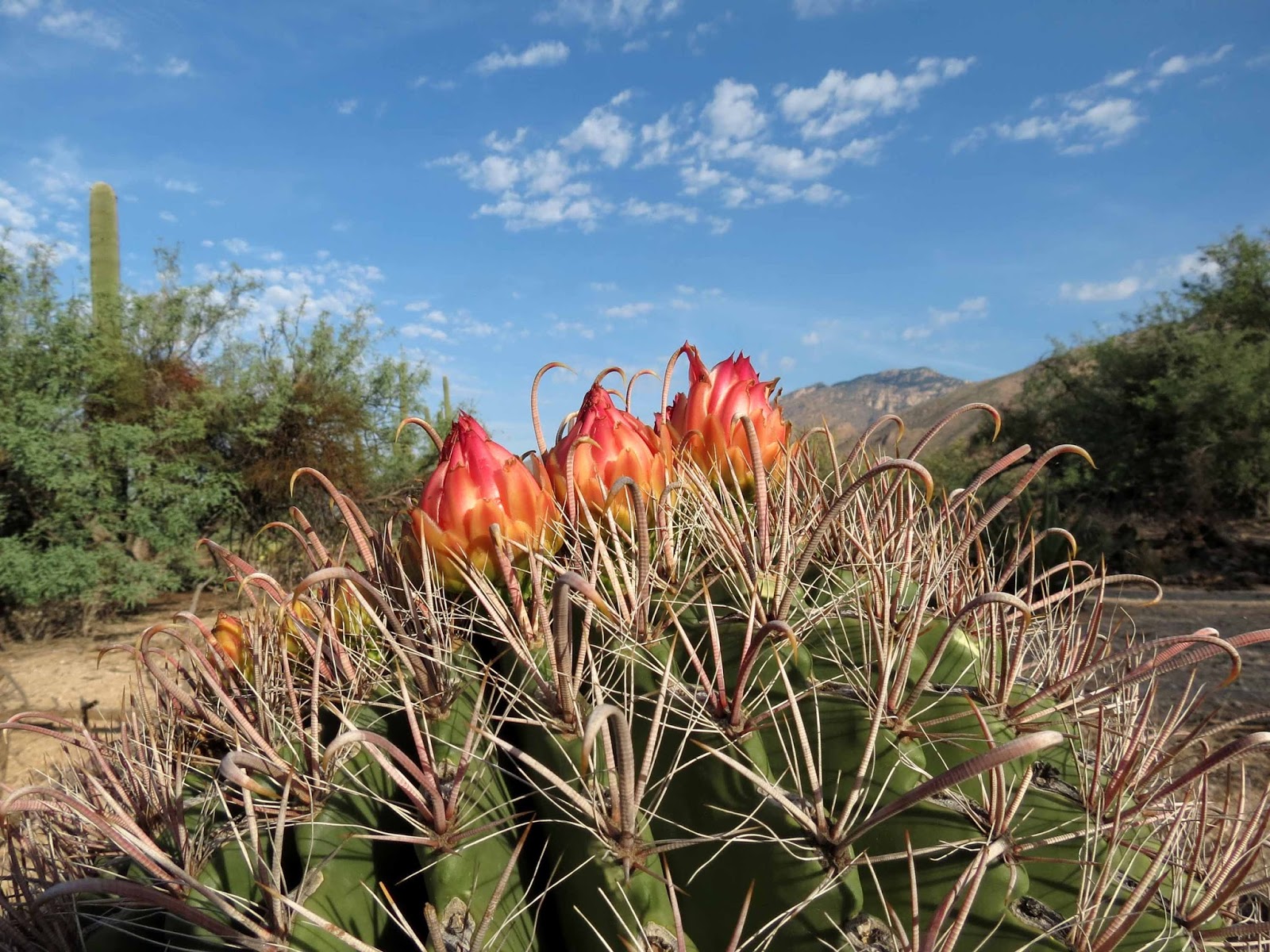 Desert Colors: August Morning