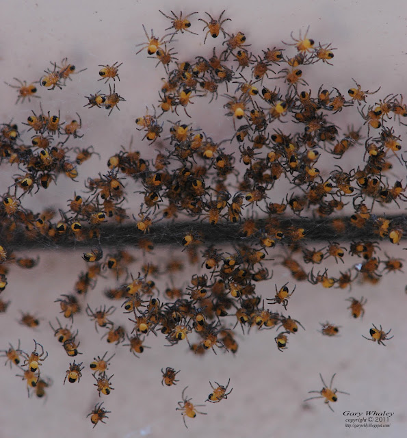 Nature My World: Cute baby spiders