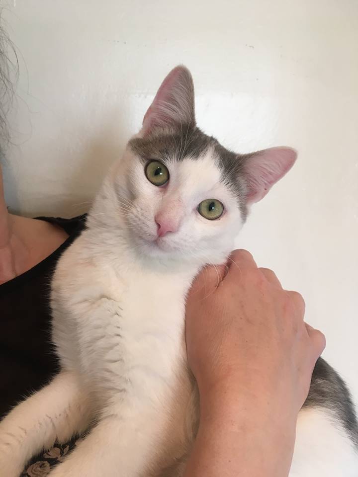 NOVEMBRIS LEIDIS KODU 49 LOOMA!