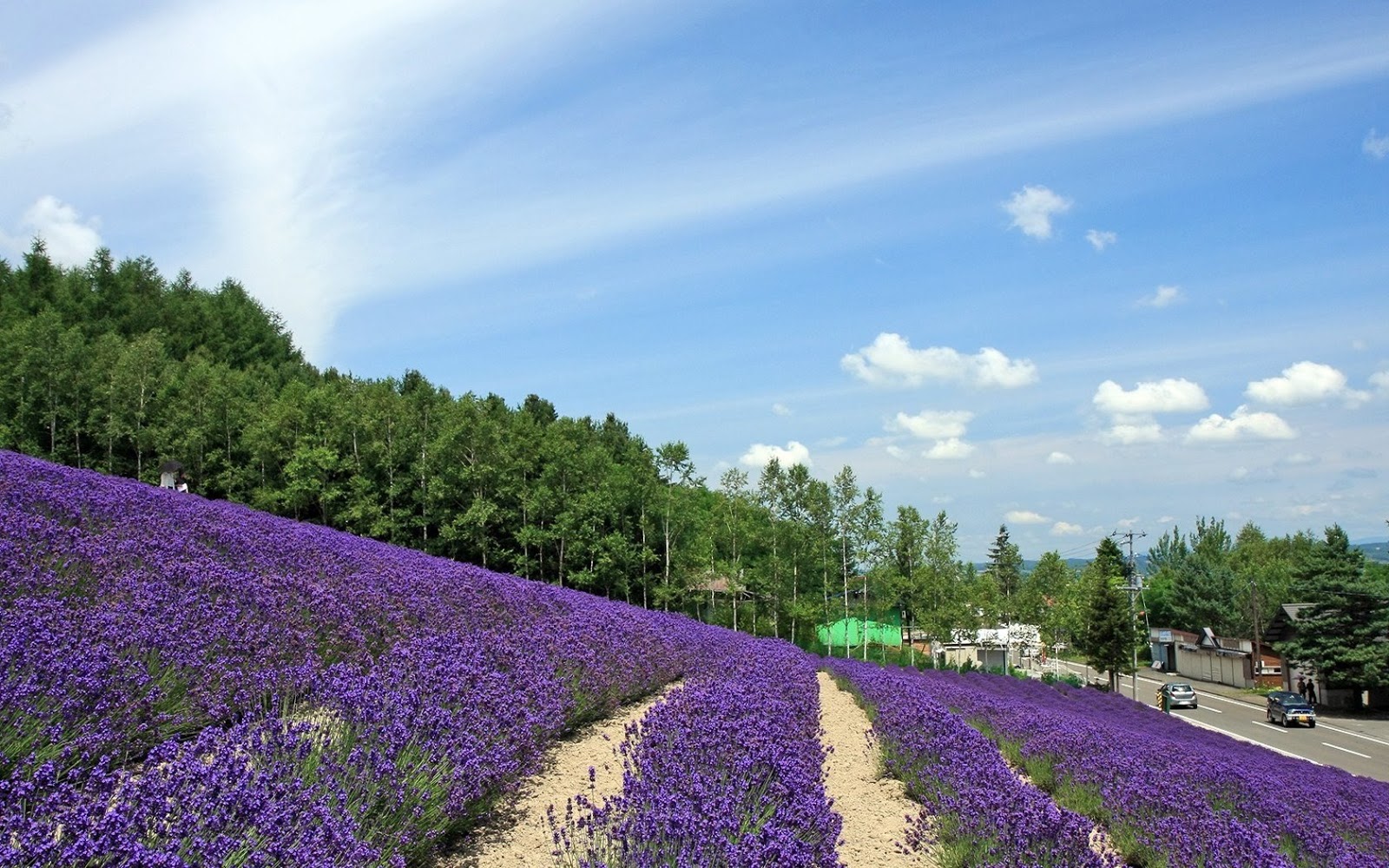 Cultiva Lavanda!