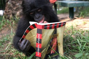 Critics At Large : Gone Bananas: Sara Gruen’s Ape House