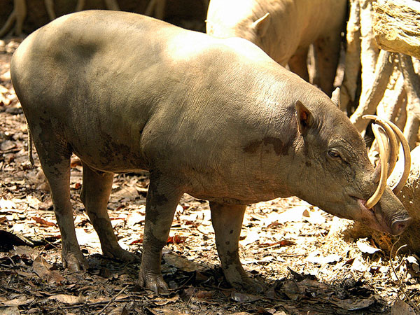 Babirusa