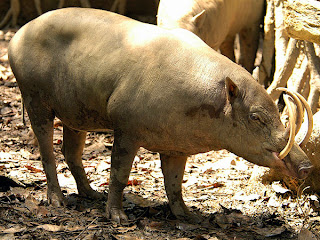 Babirusa