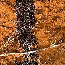 Universo Animal: Tres hormigas interesantes