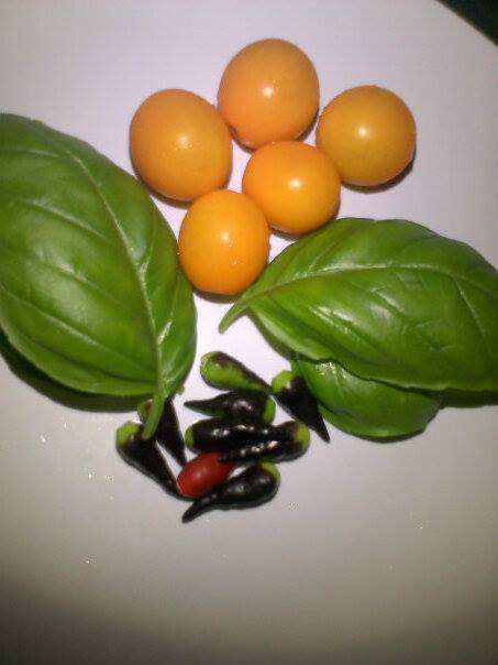 Cara mudah menanam tomat cherry - Pekebun Dodol