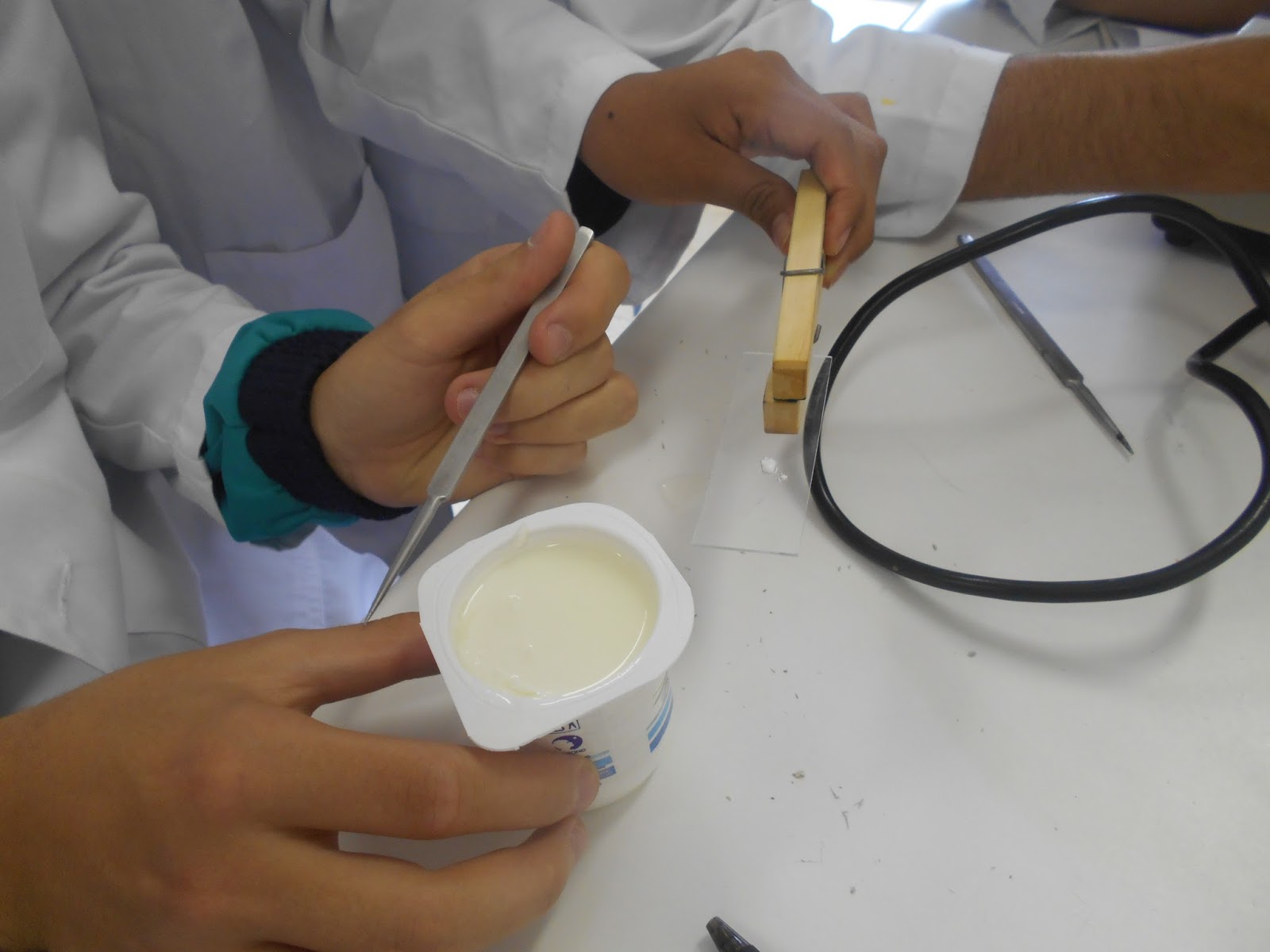 CIENCIABF: LAS BACTERIAS DEL YOGURT