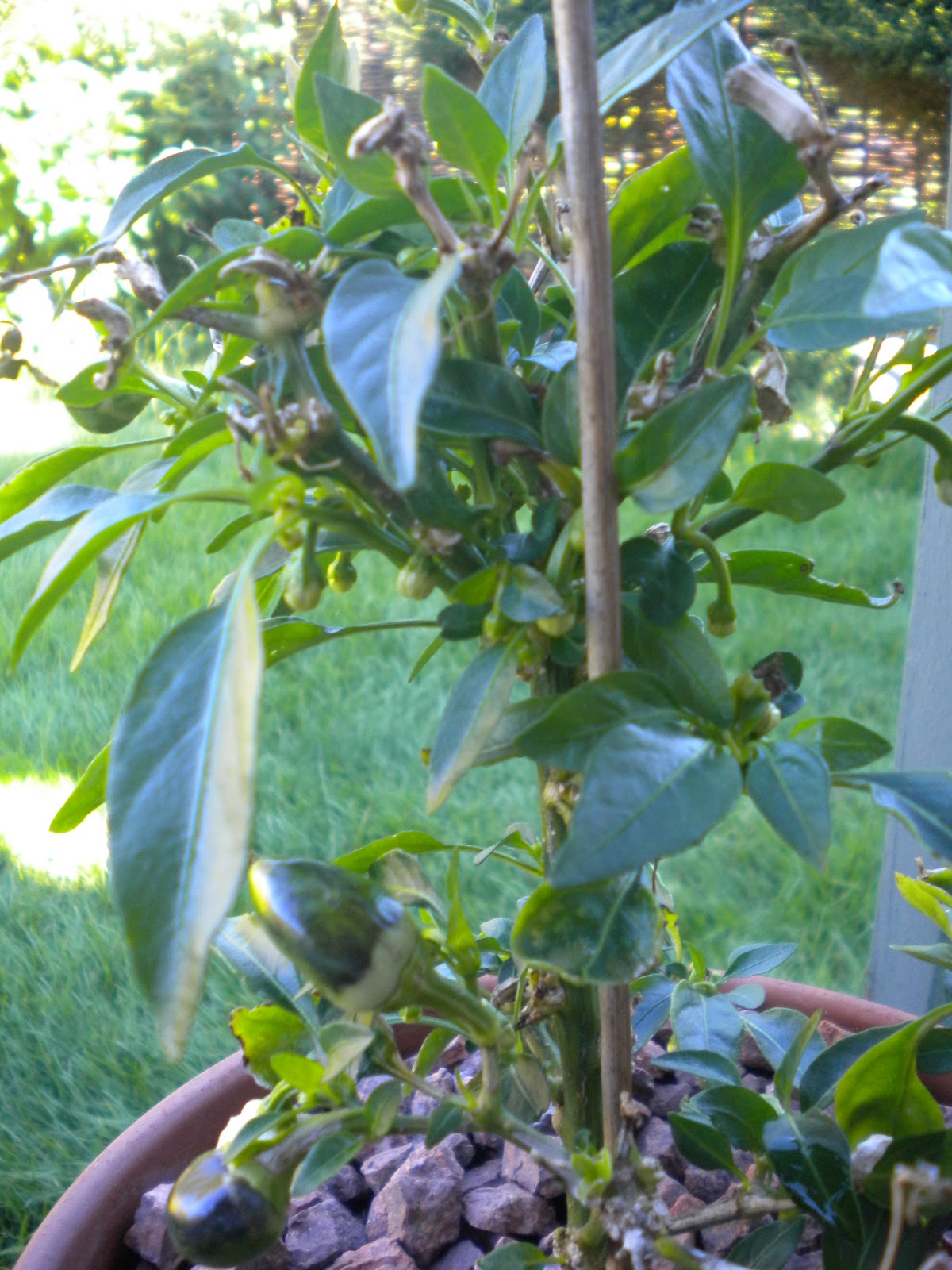 Chilli Pepper Heaven:: August 2011