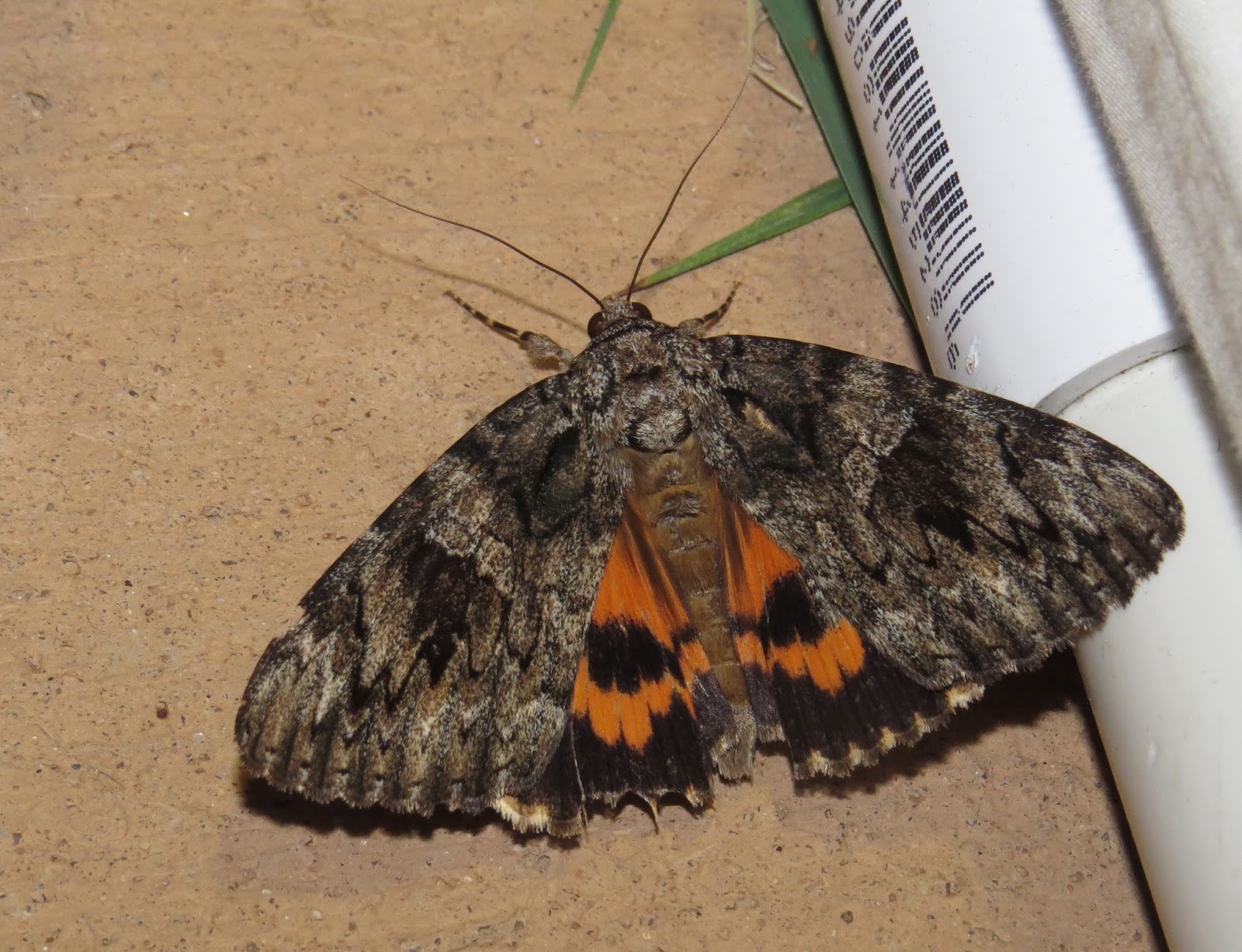 Bug Eric: National Moth Week Recap for Colorado Springs