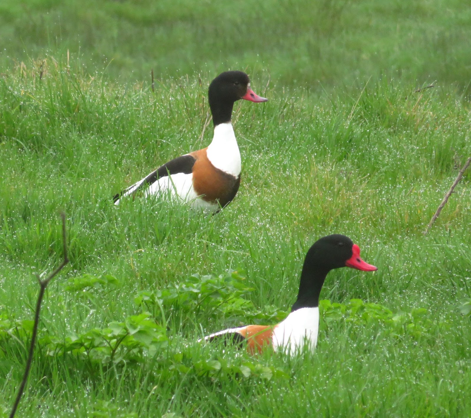MERSEA WILDLIFE: PROSPECTING SHELDUCK