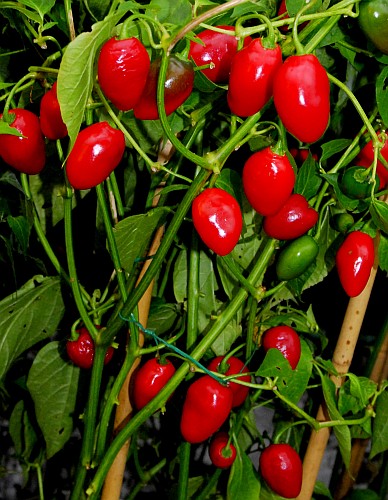 Capsicum Annuum Grossum group 'Redskin' Plants | Garden How
