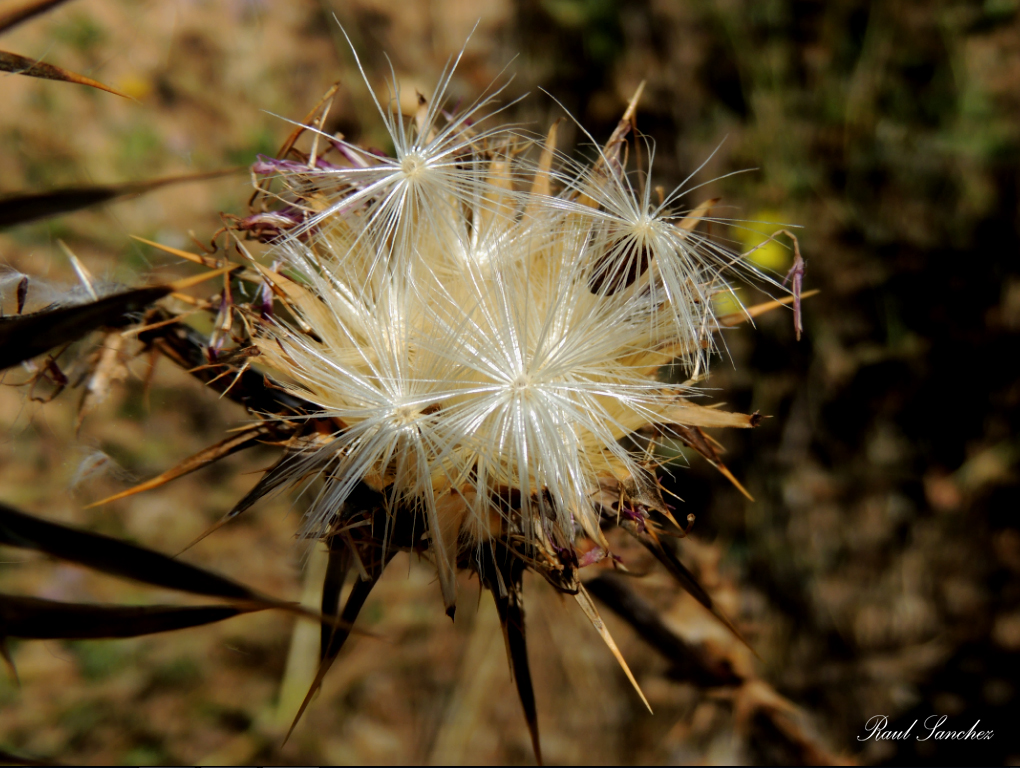 Flores y Plantas: Cardo ,Abrojo o cardo (Asteraceae)