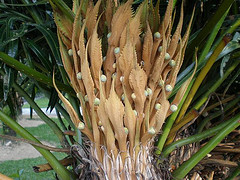 Klasifikasi Spermatophyta