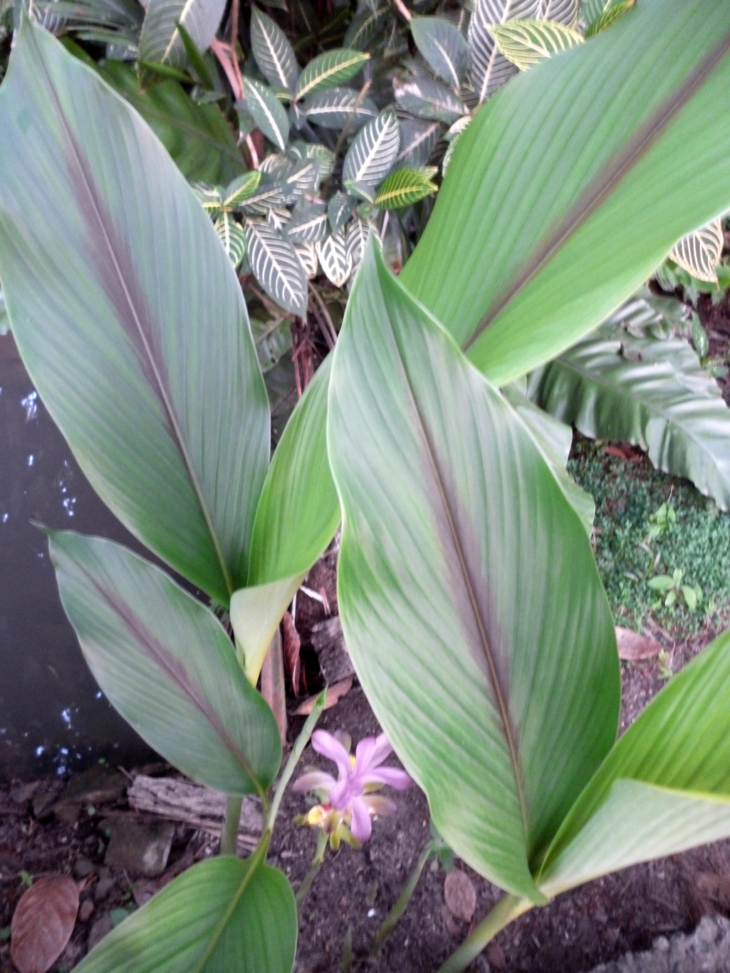 White Turmeric - Haran Kaha | SL Flora