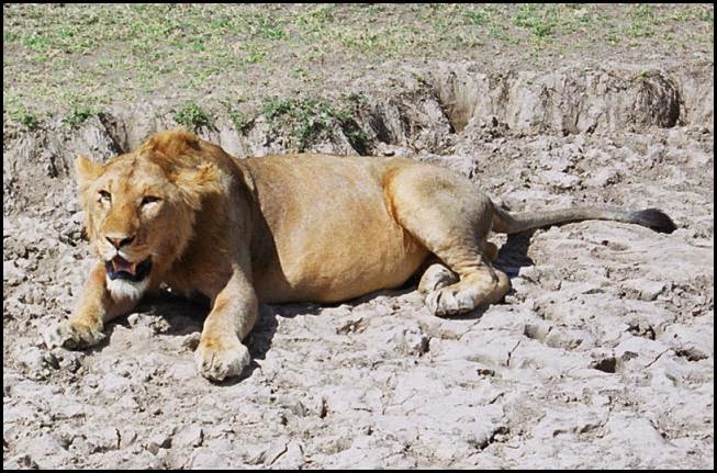 TIERRA SYLVANA: LEÓN.