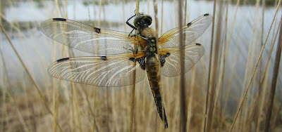 10 Fakta Unik Capung - Jenis Serangga yang Telah Ada Sebelum Dinosaurus ...