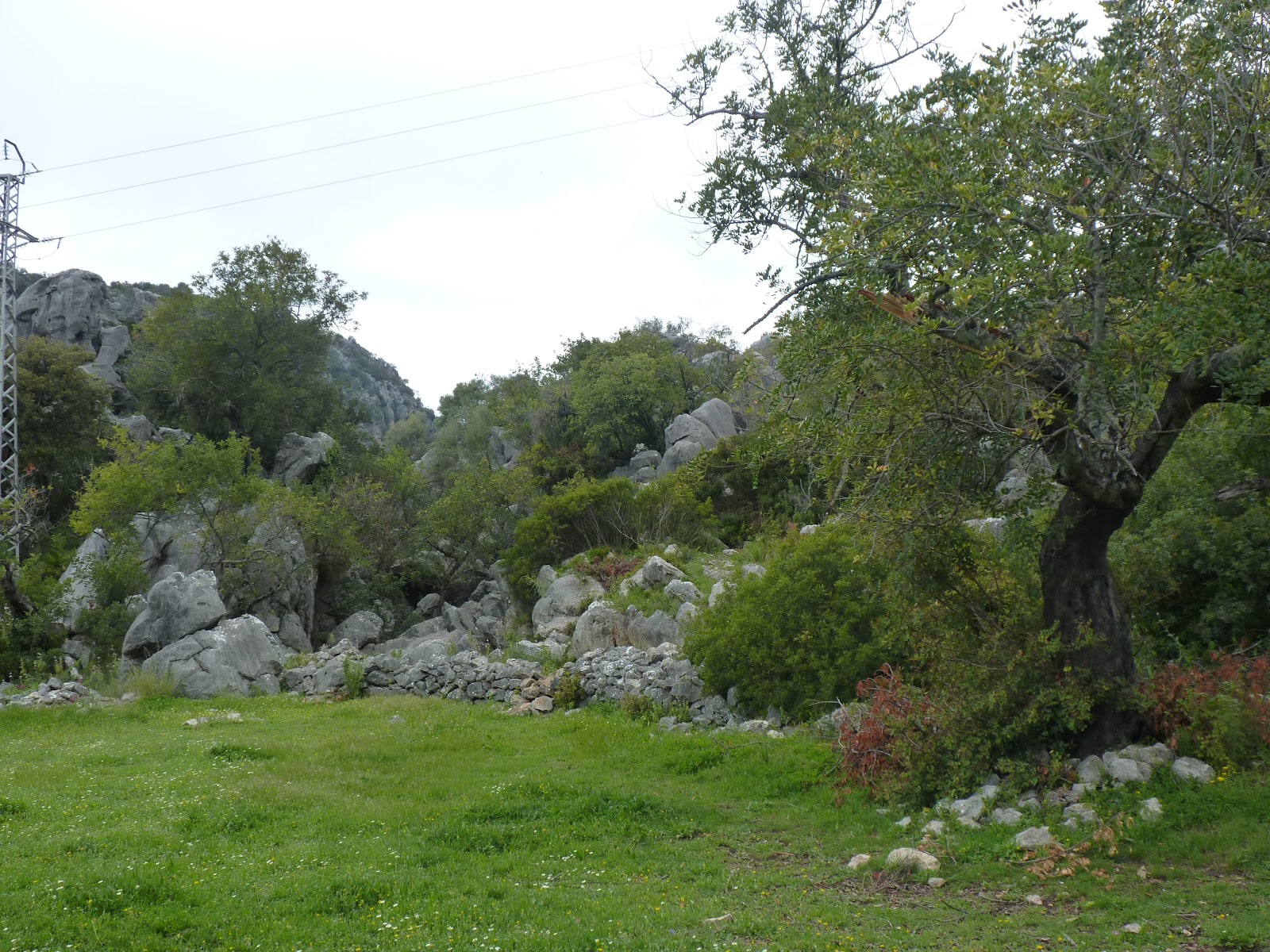 Ubrique en verde: El Llanito de los Cochinos