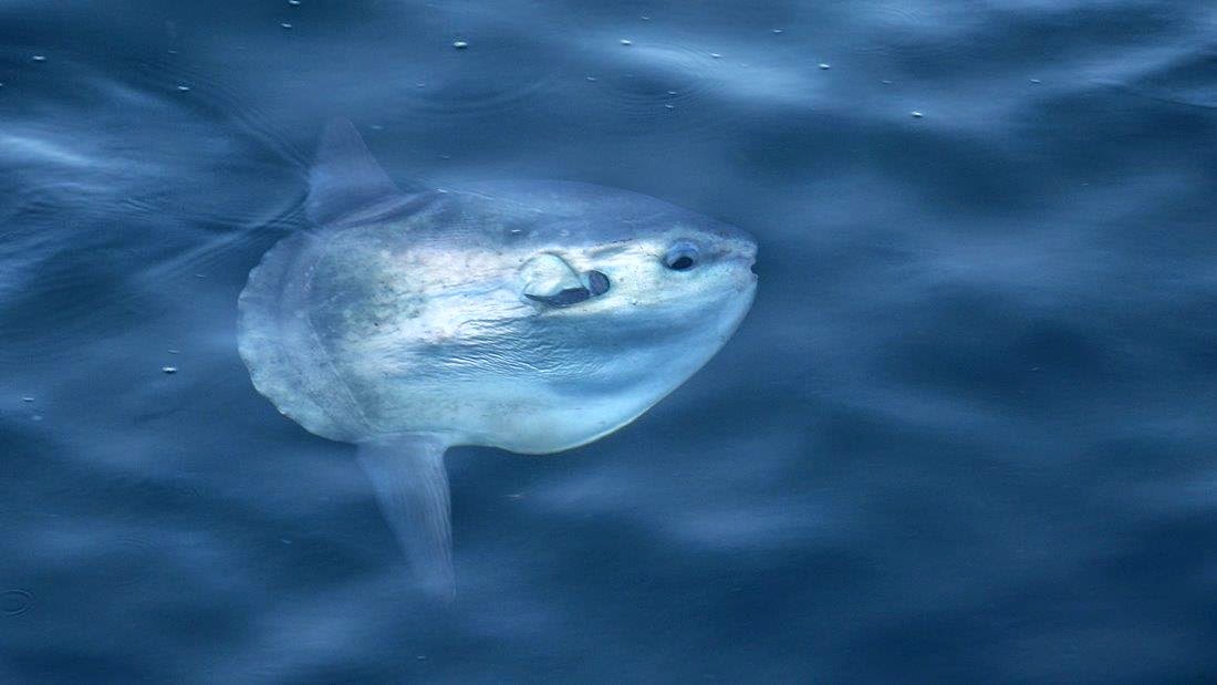 Ciência para Todos: junho 2014