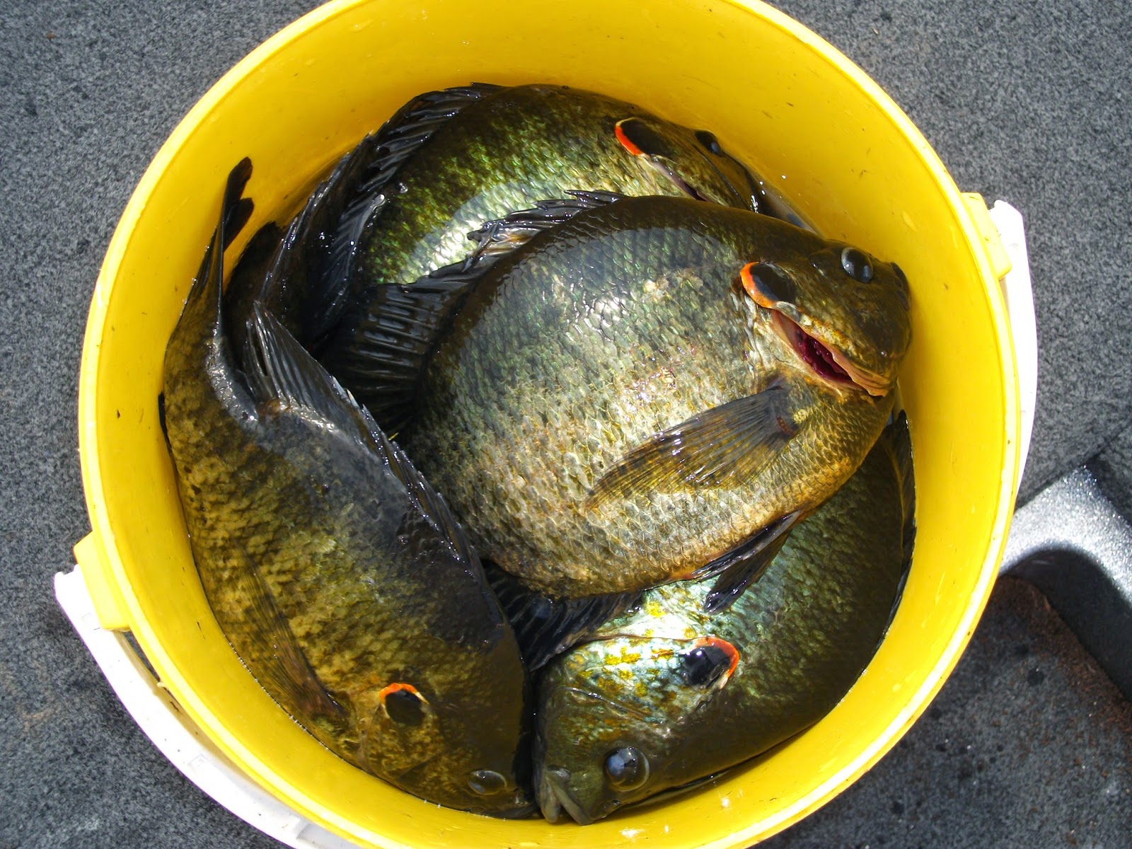 Shell Cracker and BlueGill in Spring – Lake Okeechobee Bass Fishing ...