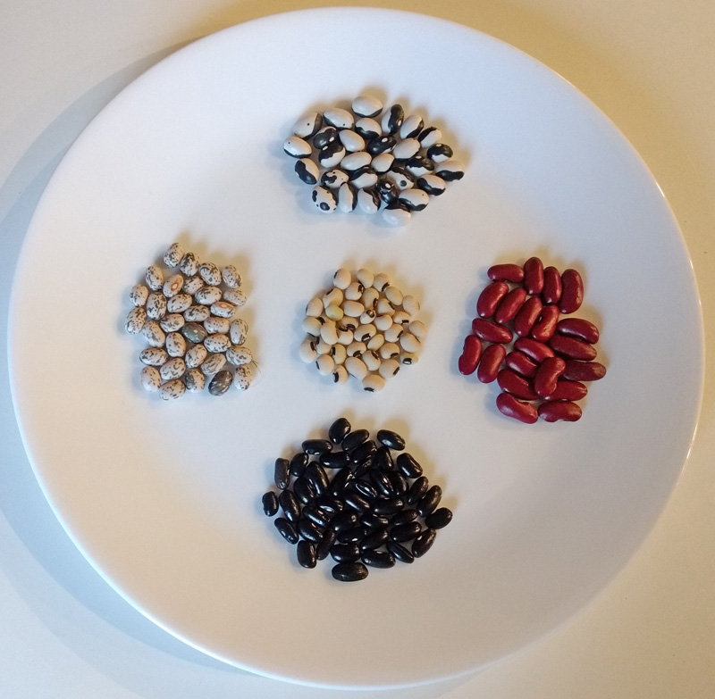 The Gardening Me: More beans please!