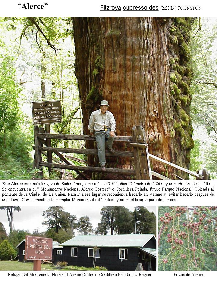 Arboles Monumentales: Alerce milenario