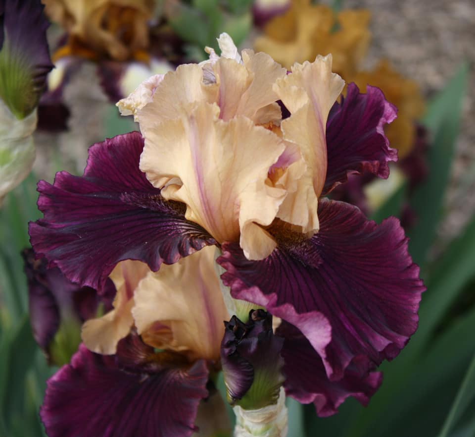 World of Irises: International Iris Competition in Florence 2019