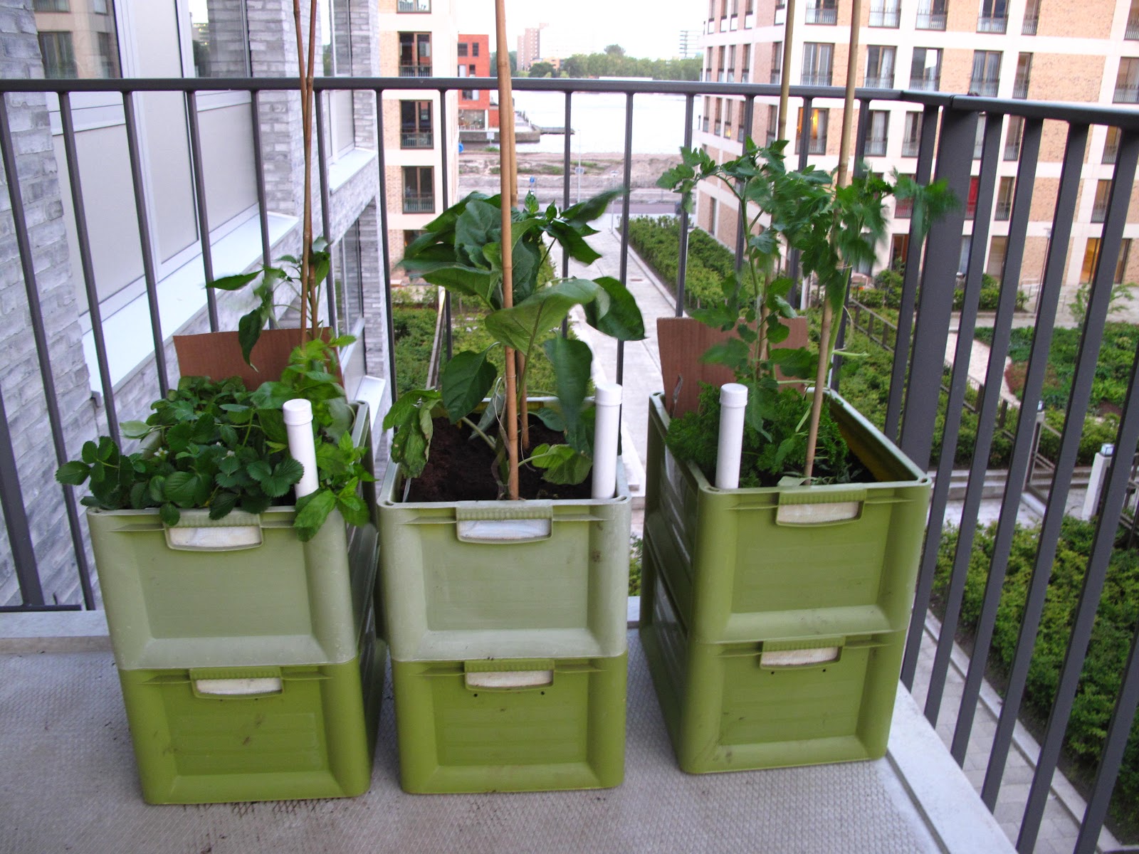 Uma horta na varanda – Andorinha des-norteada