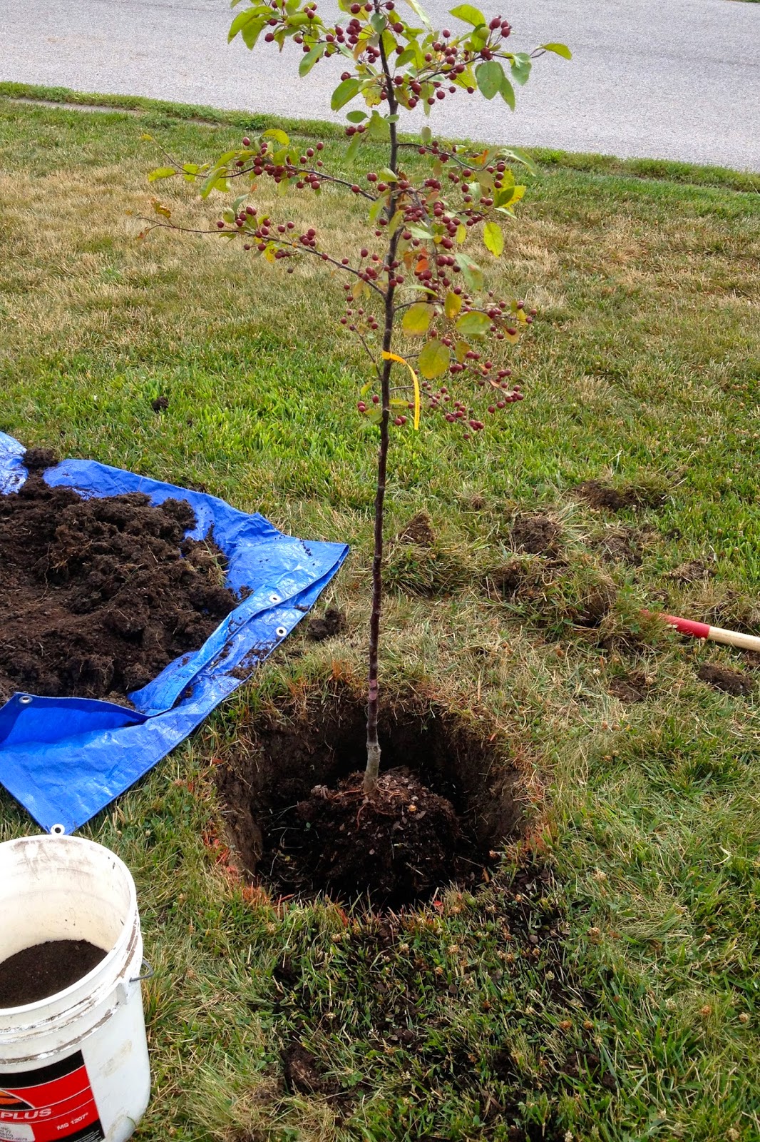 DIY Why Spend More: Planting trees