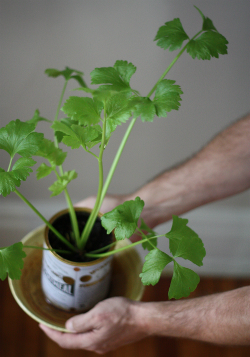Growing Celery Indoors: Never Buy Celery Again | 17 Apart