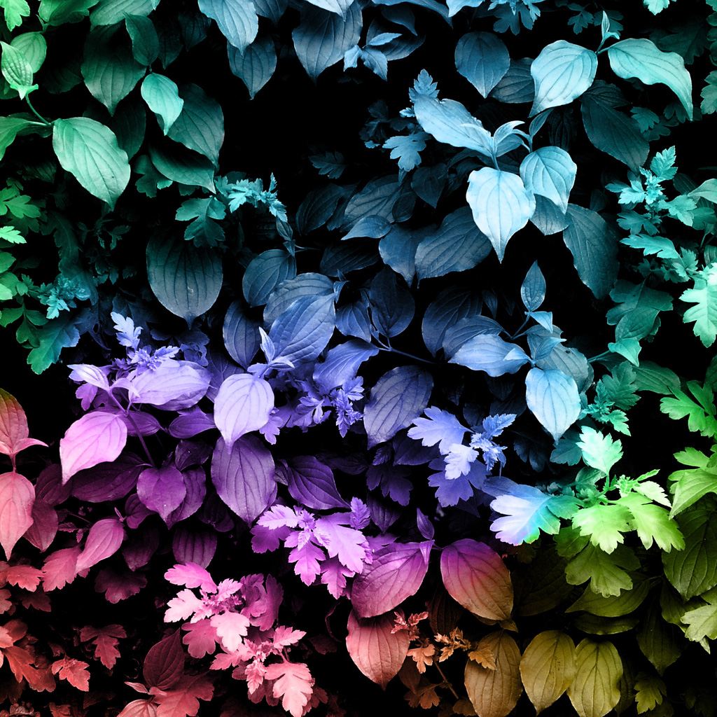 HD Wallpapers: Colorful Leaves